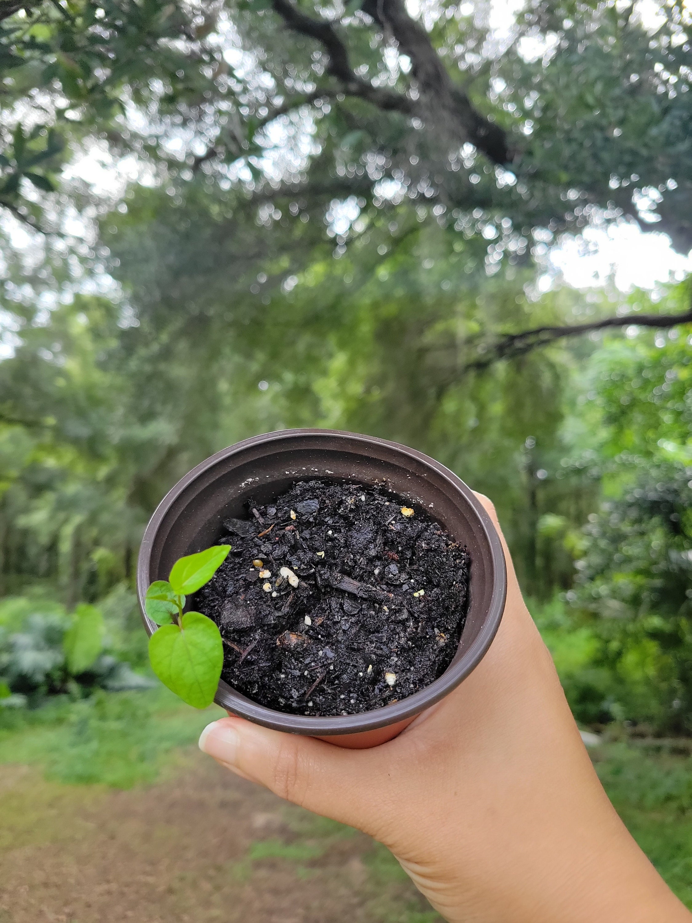 High John Plant High John De Conker John the Conqueror Native American ...