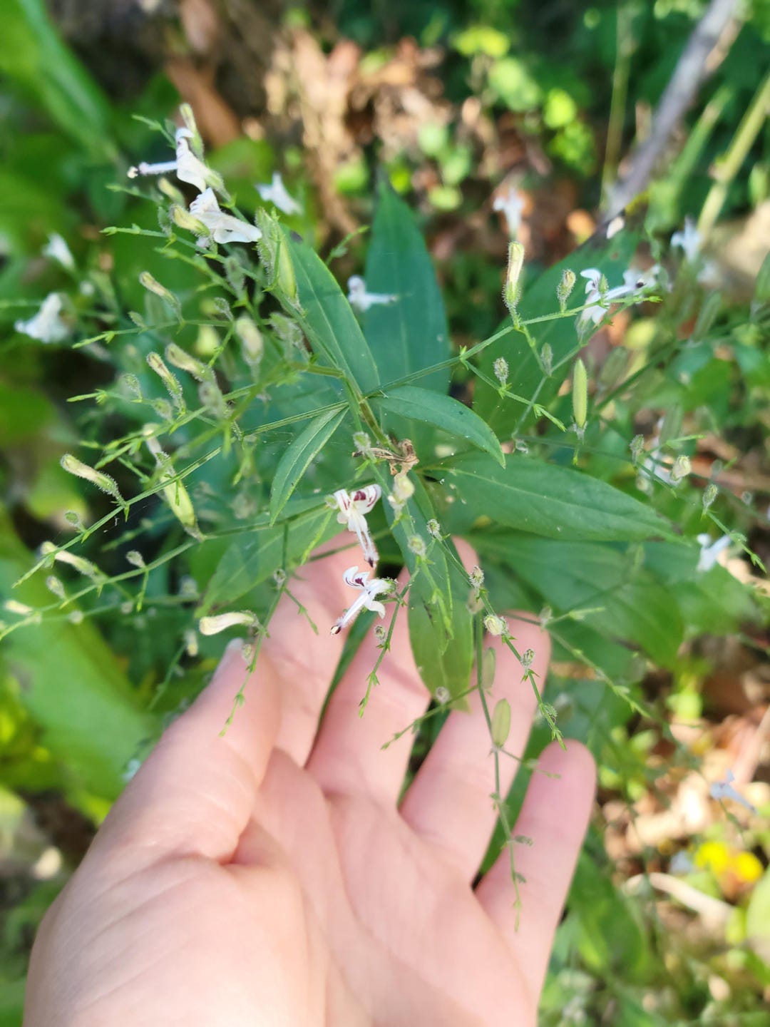 SEEDS Meje Meje Ewe Korobi Jogbo Mahatita King of Bitters Andrographis ...