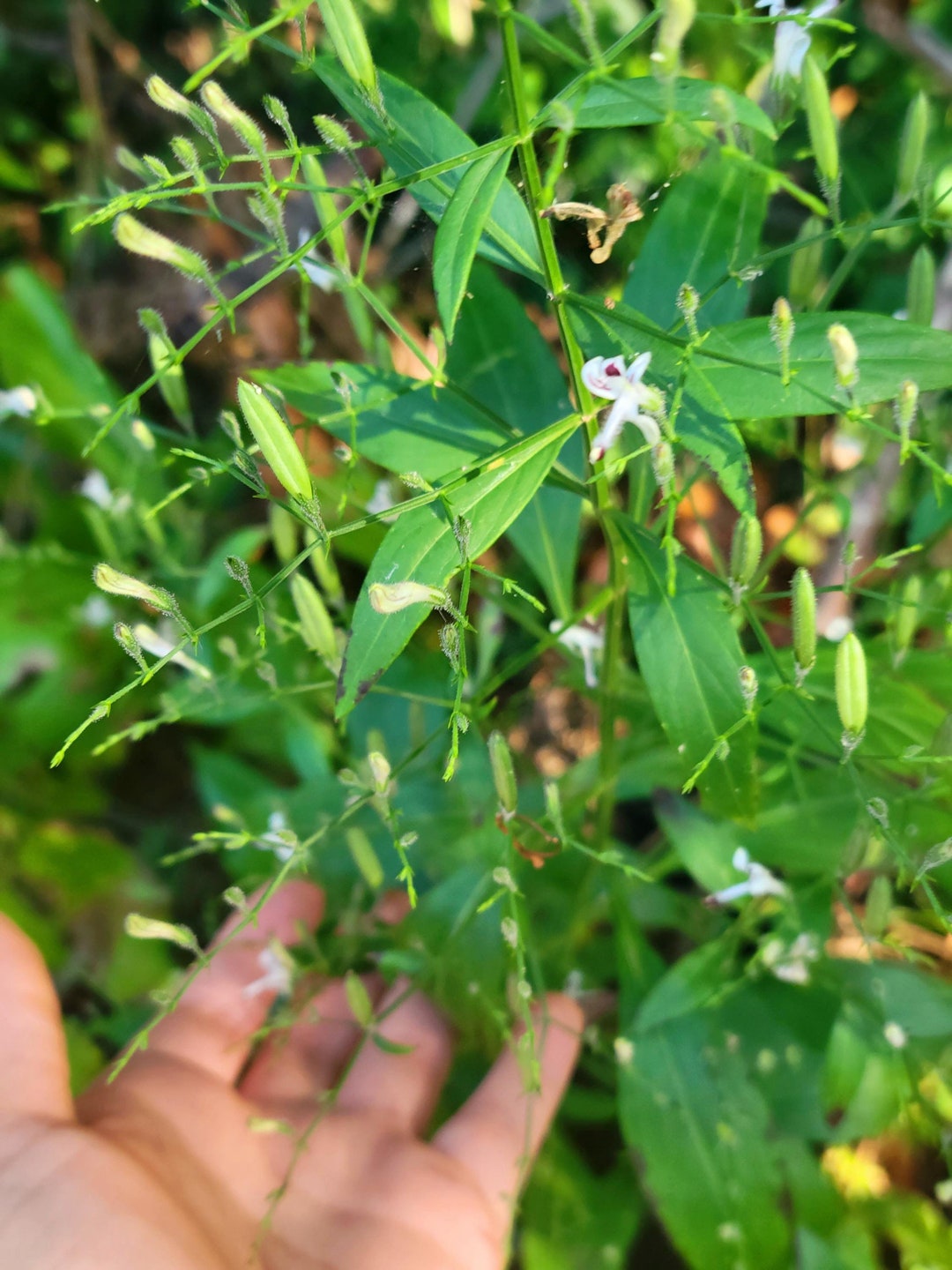 Meje Meje Ewe Korobi Jogbo Mahatita King of Bitters Andrographis ...