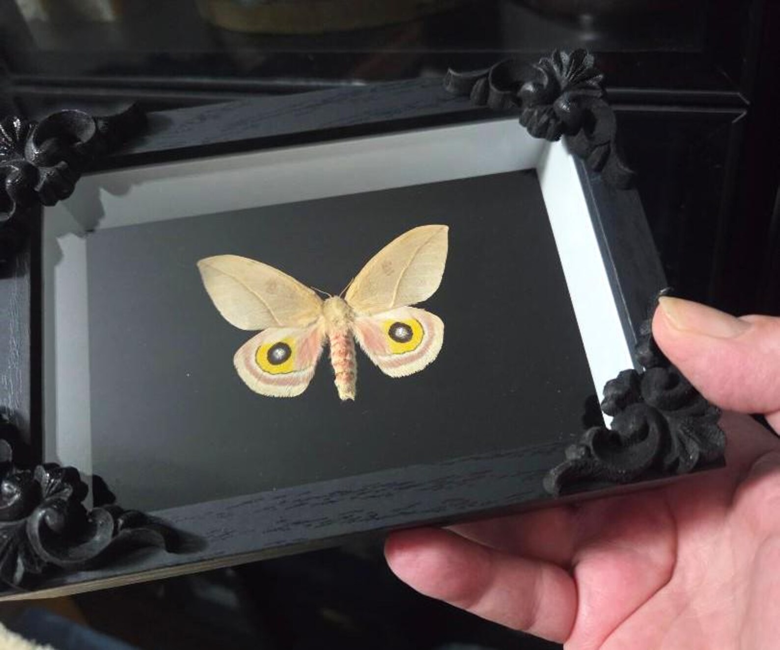 Rare Automeris Cecrops Pamina Moth | Perfect Specimen! - Etsy