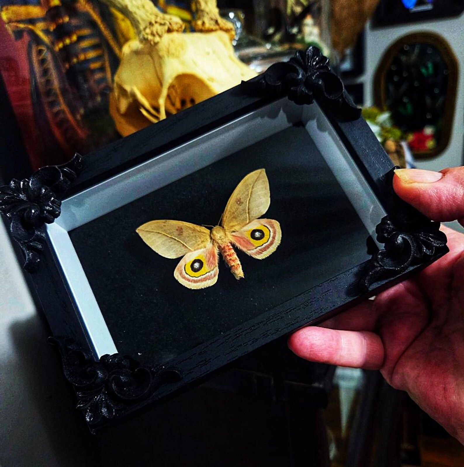 Rare Automeris Cecrops Pamina Moth | Perfect Specimen! - Etsy