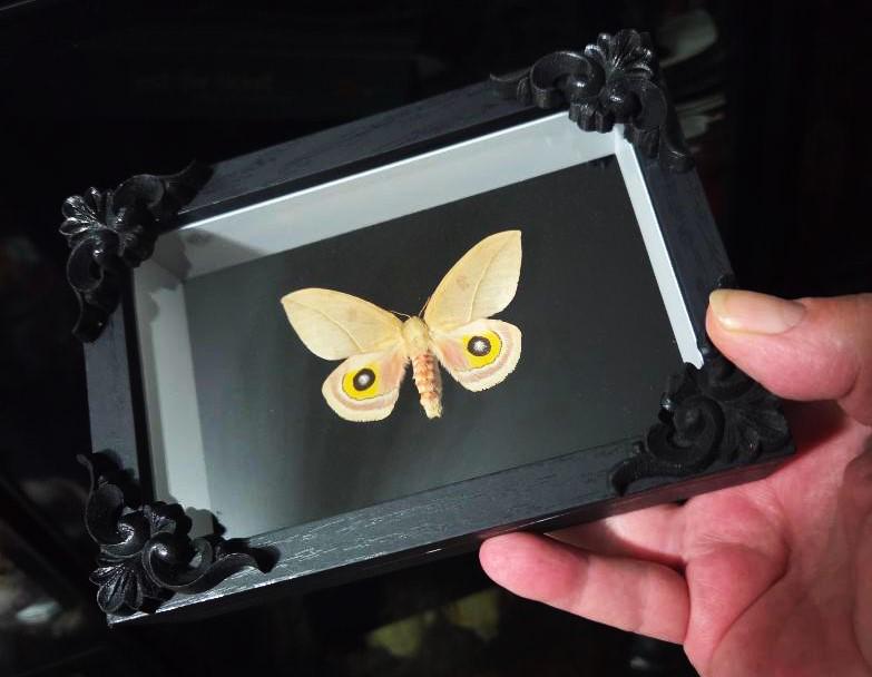 Rare Automeris Cecrops Pamina Moth | Perfect Specimen! - Etsy