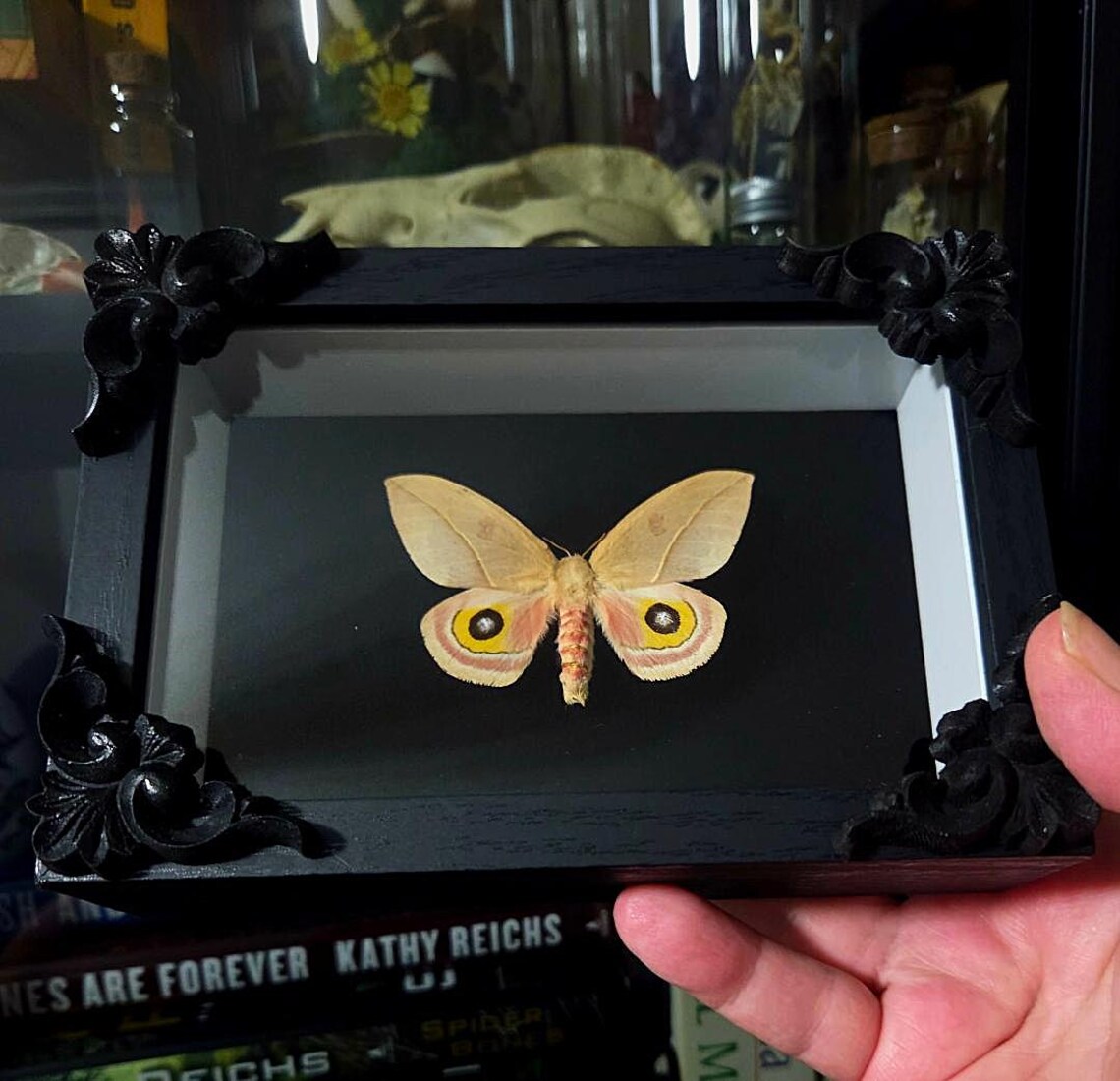 Rare Automeris Cecrops Pamina Moth | Perfect Specimen! - Etsy