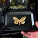 Rare Automeris Cecrops Pamina Moth | Perfect Specimen! - Etsy