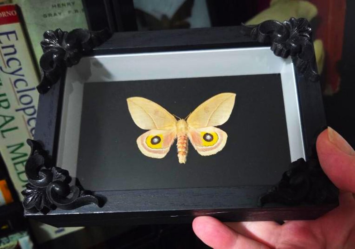 Rare Automeris Cecrops Pamina Moth | Perfect Specimen! - Etsy