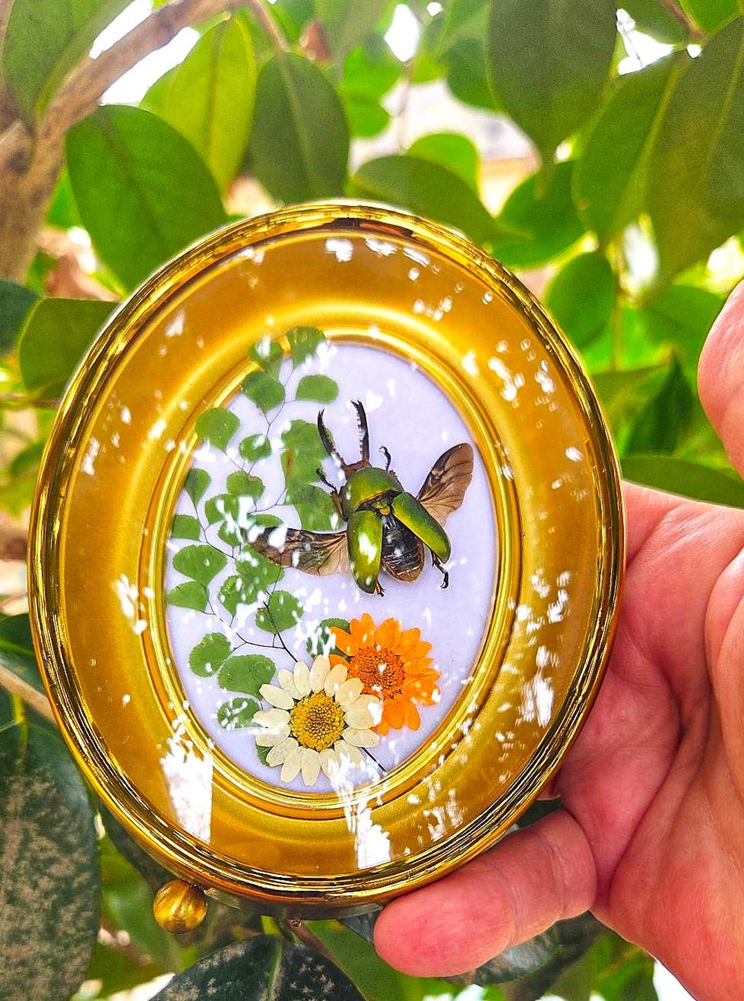 Golden Jewel Beetle Frame – Real Insect Taxidermy With Pressed Flowers ...