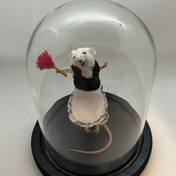 Bell Jar Taxidermy - Etsy