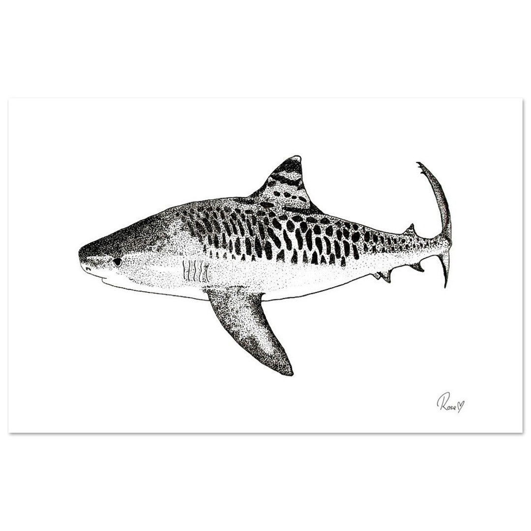 Tiger Shark Ink Drawing Premium Matte Print Wall Art Ocean Animal ...