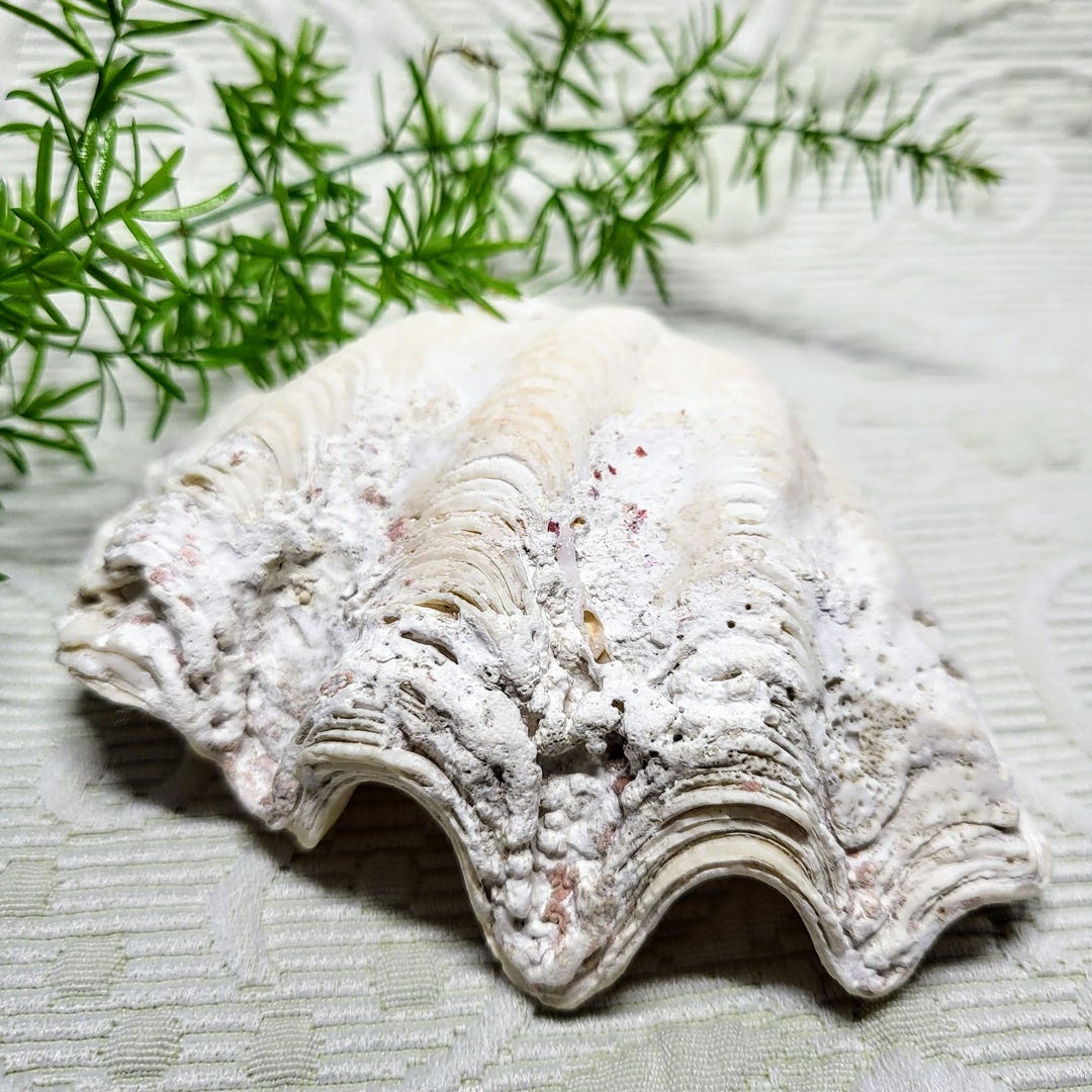 Natural Derasa Clam Seashell Half/coastal Beach House Decor/beach ...