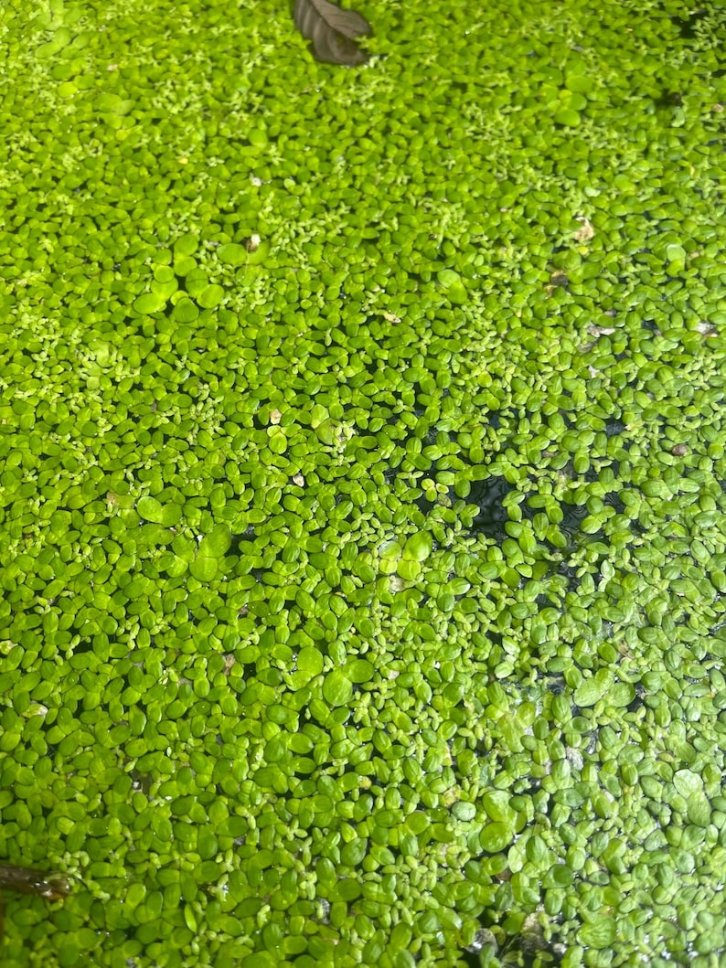 Small Duckweed - 10 Grams Starter Culture - Etsy