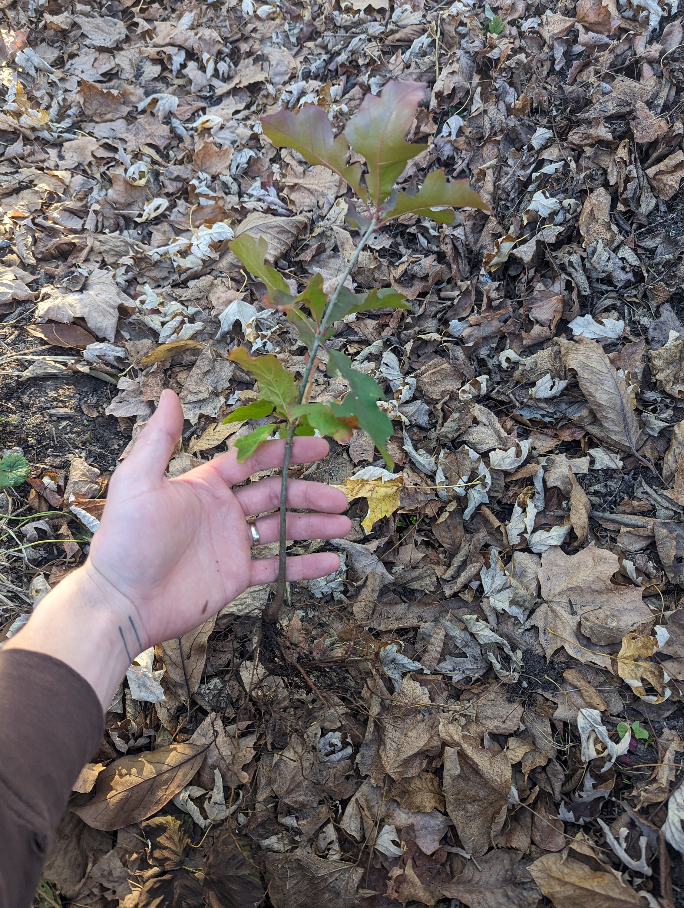 Bare Root Red Oak Seedling - Etsy