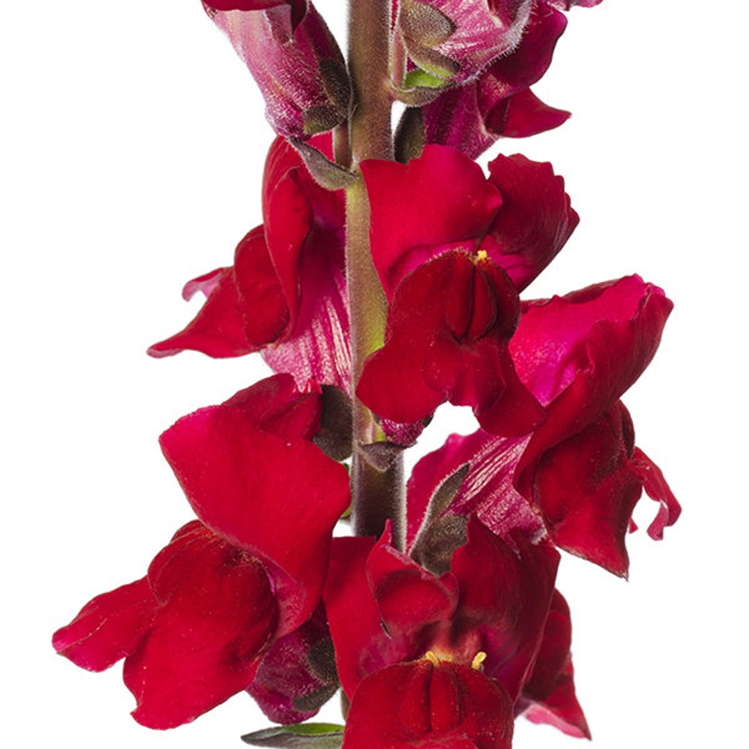 50 Cannes 3 Red // Snapdragon Seeds antirrhinum Majus - Etsy