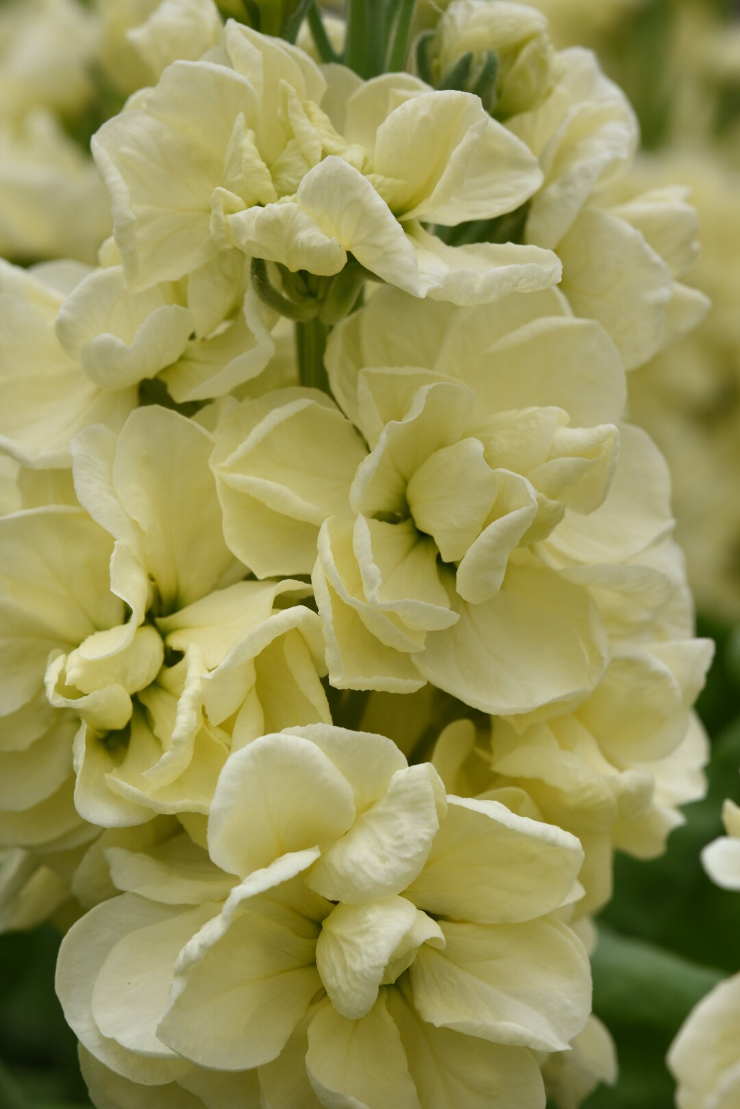 50 Tosca Yellow // Matthiola Incana Seeds - Etsy