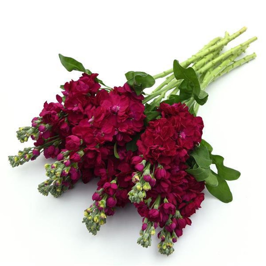 50 Opera Francesca // Matthiola Incana Seeds - Etsy