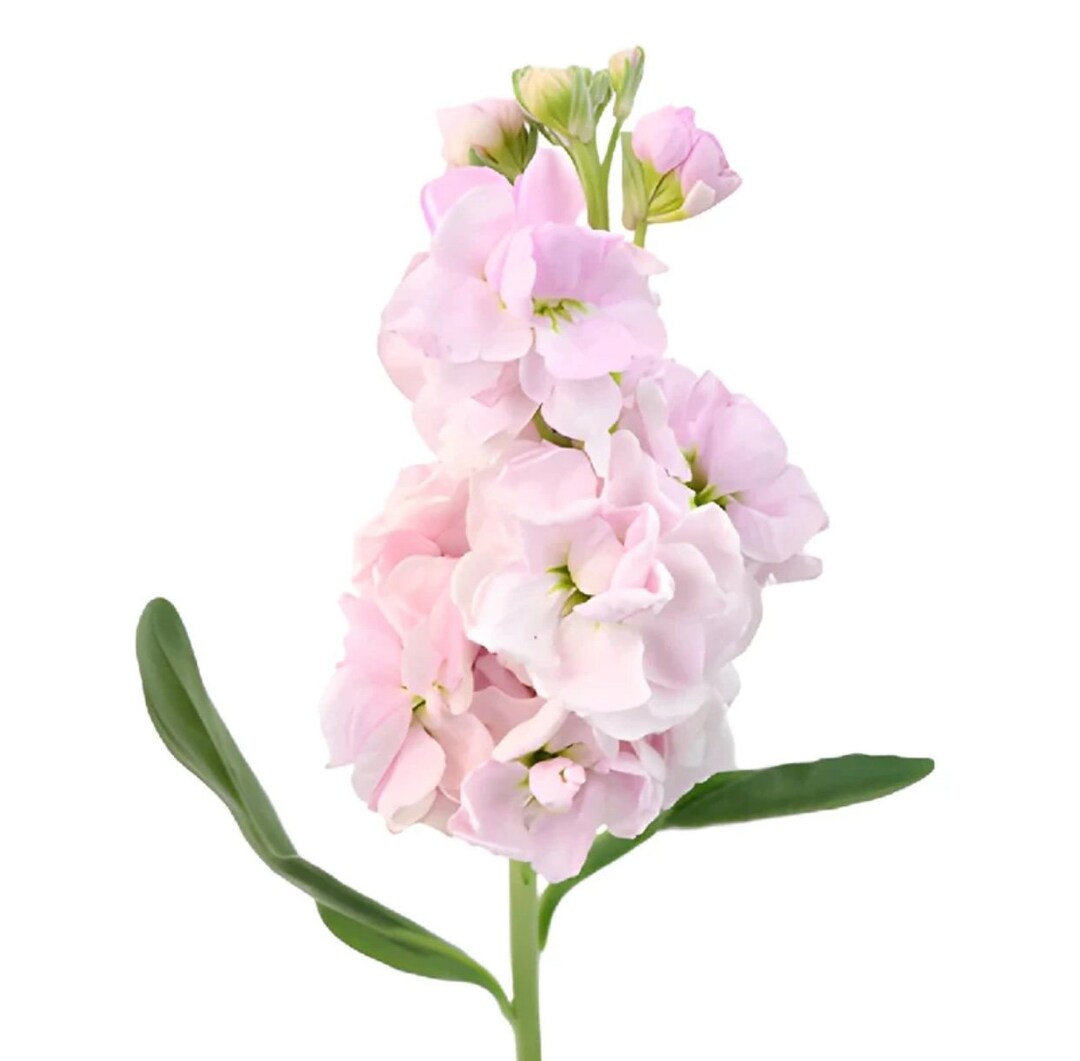 Pink Sweetheart // Matthiola Incana - Etsy