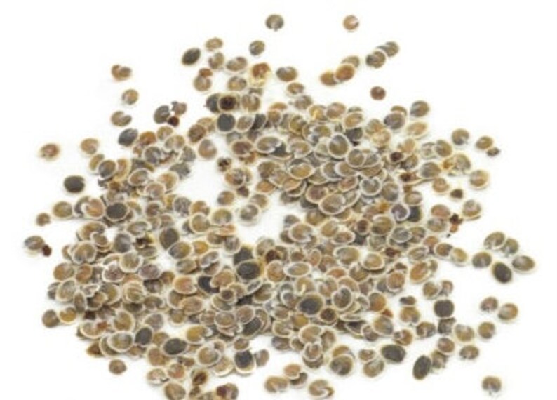 50 Quartet Yellow // Matthiola Incana Seeds - Etsy