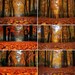 Autumn Wonderland Backdrop Bundle - 100+ Nature Scenes With Trees ...