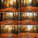 Autumn Wonderland Backdrop Bundle - 100+ Nature Scenes With Trees ...