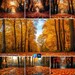 Autumn Wonderland Backdrop Bundle - 100+ Nature Scenes With Trees ...