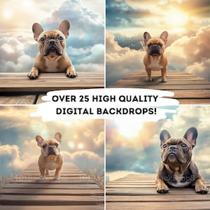 25 Magical Rainbow Bridge Memorial Backgrounds | Pet Loss Sympathy ...