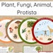 Four Kingdoms- Animals, Fungi, Plants and Protista - Etsy