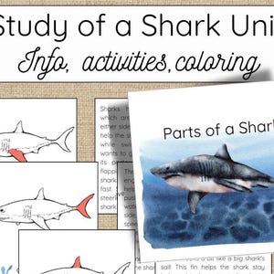 Study of a Shark Unit - Etsy