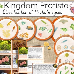protista kingdom chart