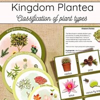 Plant Anatomy Botanical Posters Set of 3 | Botanical Wall Chart ...