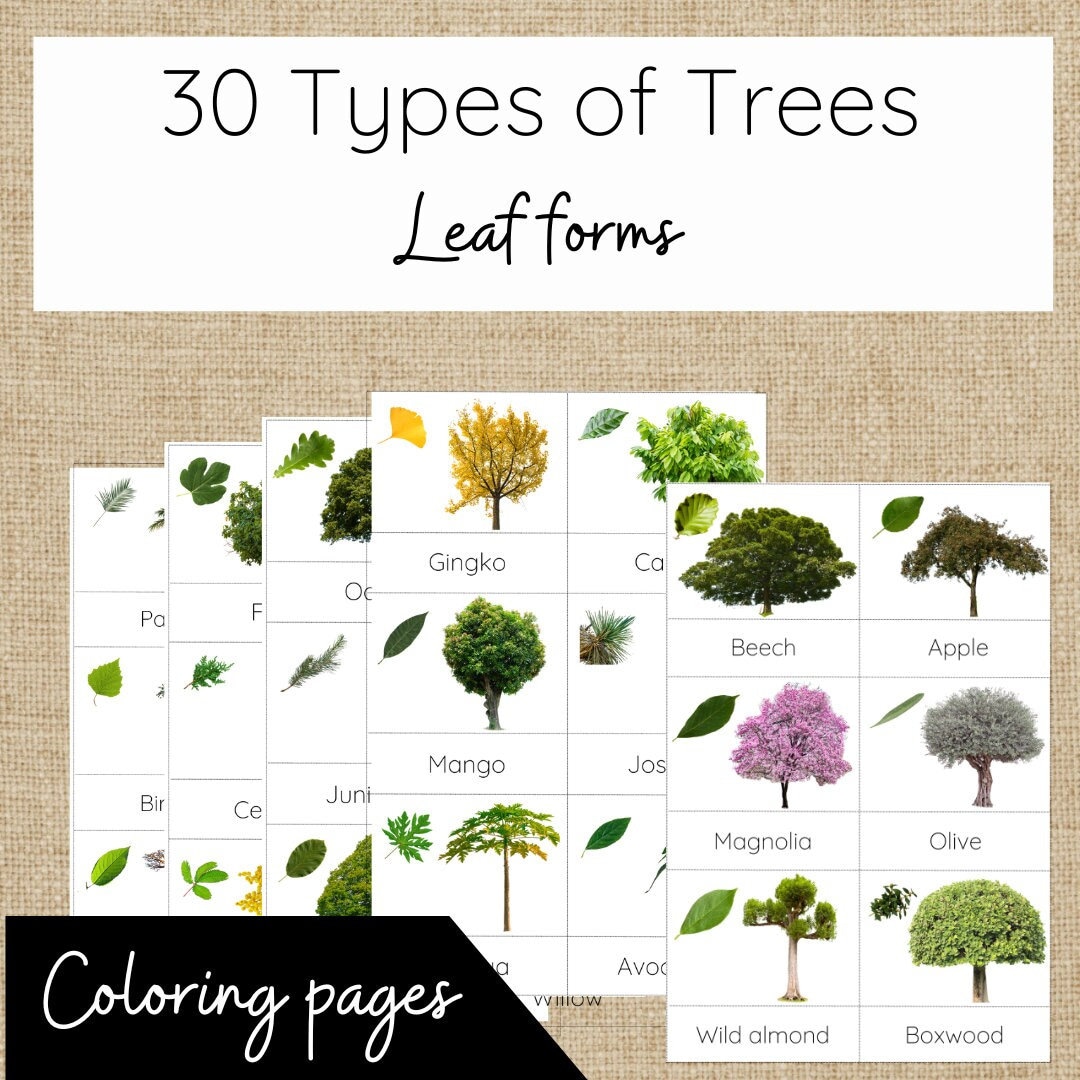 30 Types of Trees and Leaves - Etsy