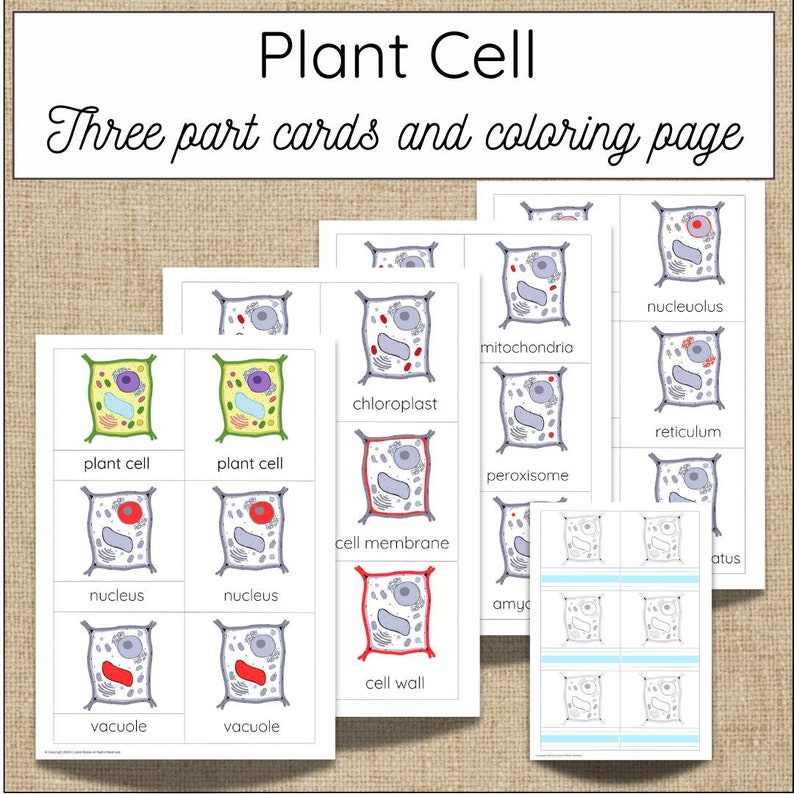 Plant Cell - Etsy