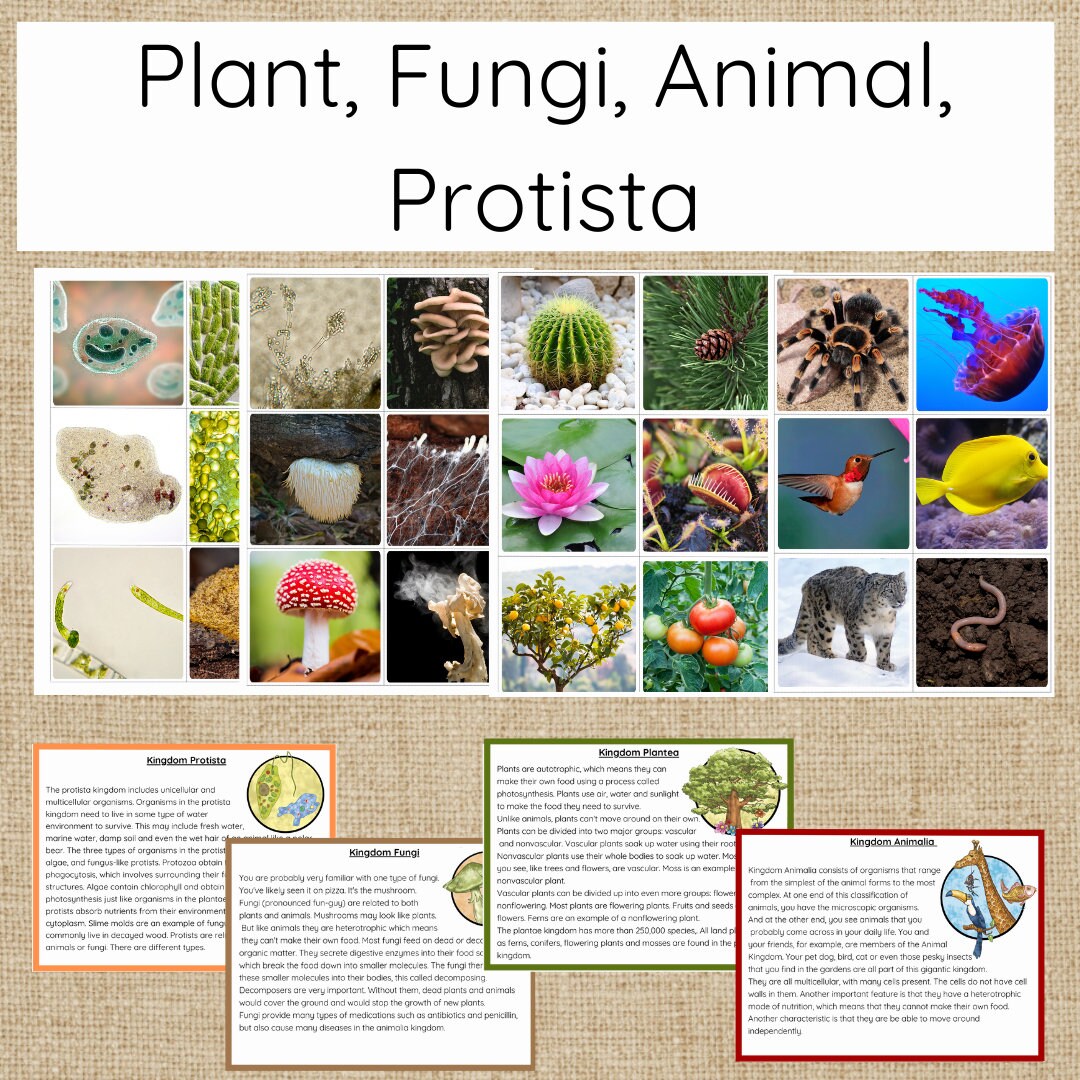 Four Kingdoms- Animals, Fungi, Plants and Protista - Etsy