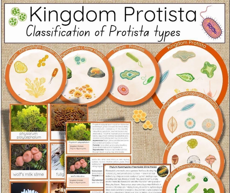 Kingdom Protista - Cassification of Protista Types - Etsy