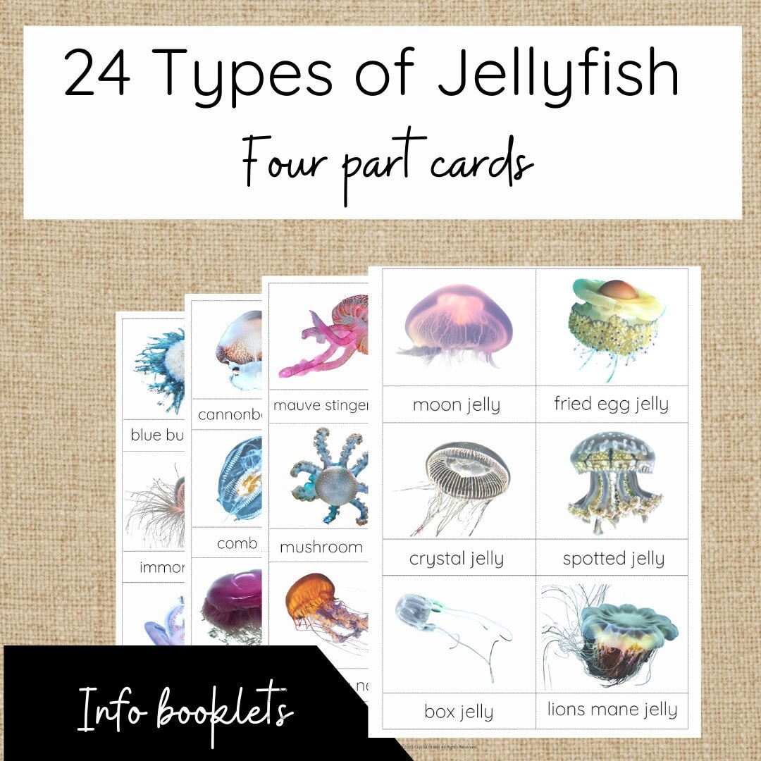 24 Types of Jellyfish Unit - Etsy