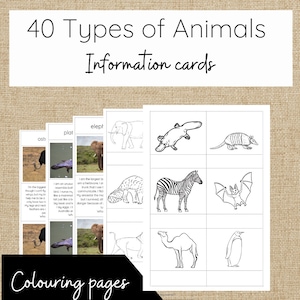 Animal Information Cards/ Who Am I Guessing Game - Etsy