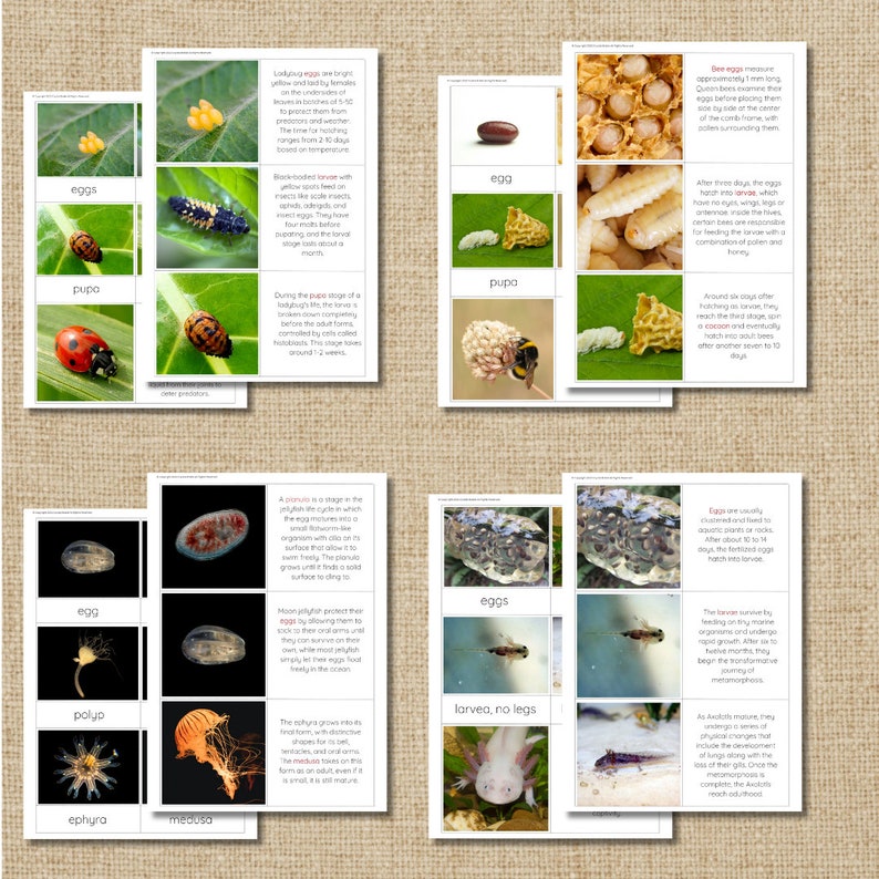 Life Cycles of a - Jellyfish, Axolotl, Bumblebee and Ladybug - Etsy