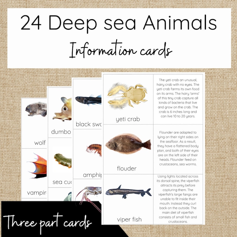 Deep Sea Animals Unit - Etsy