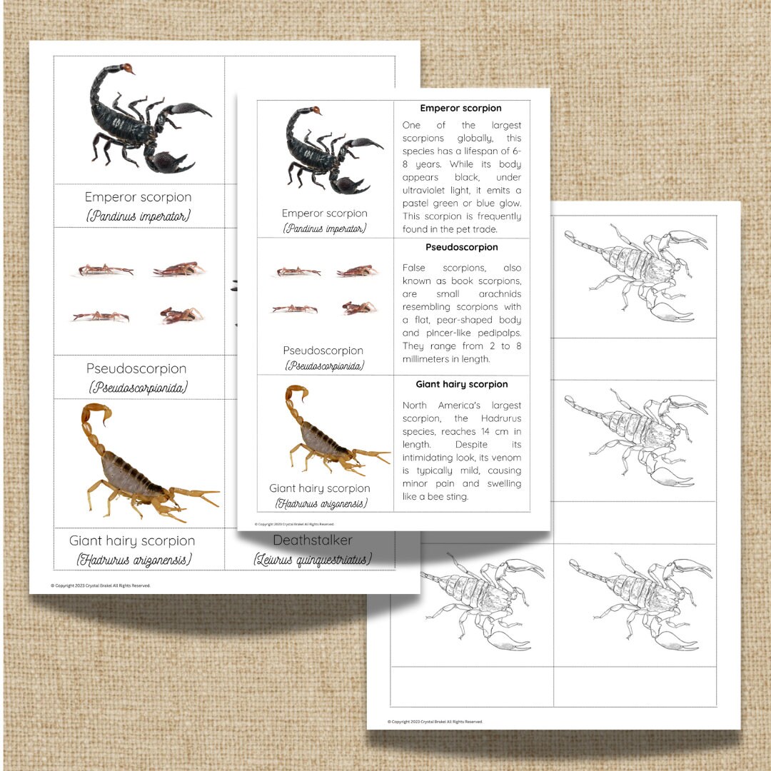 Parts of a Scorpion Unit - Etsy