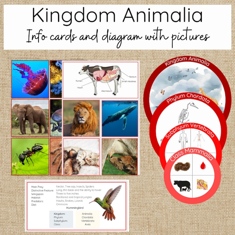 Kingdom Animalia Taxonomy for Vertebrata - Etsy
