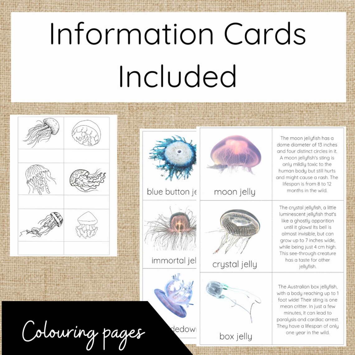 24 Types of Jellyfish Unit - Etsy