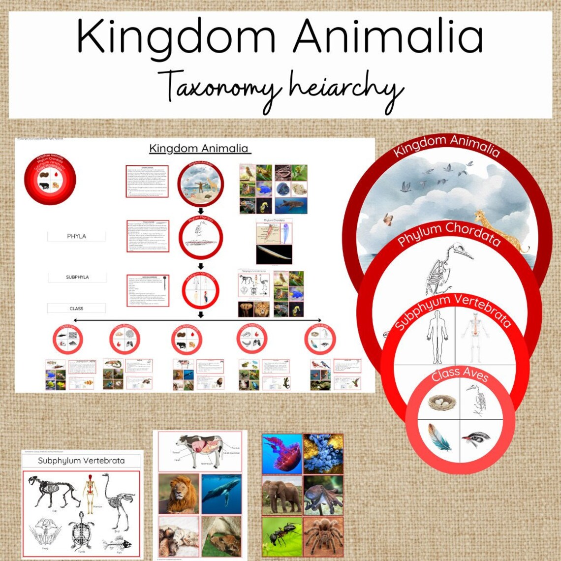 Kingdom Animalia Taxonomy for Vertebrata - Etsy