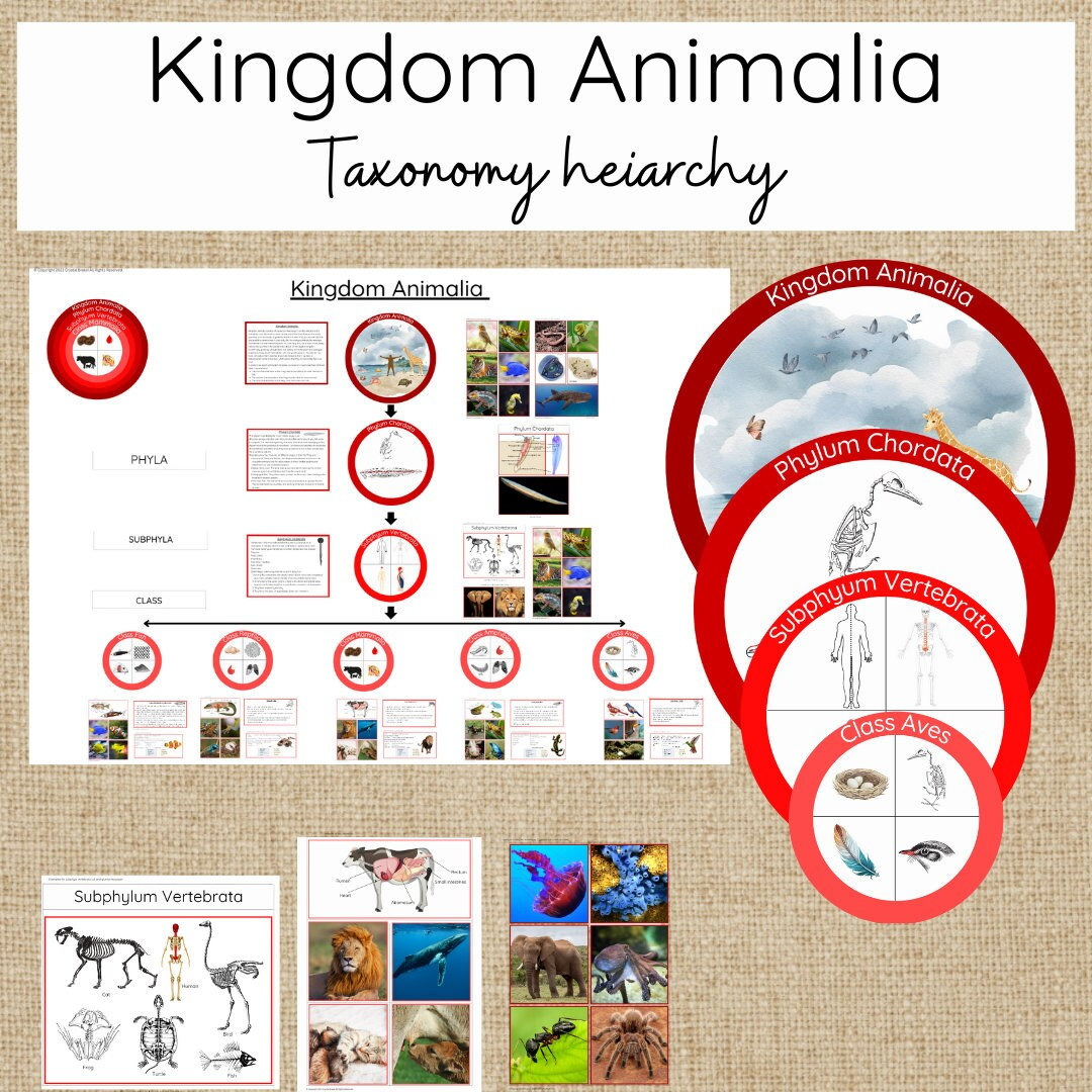Kingdom Animalia Taxonomy for Vertebrata - Etsy