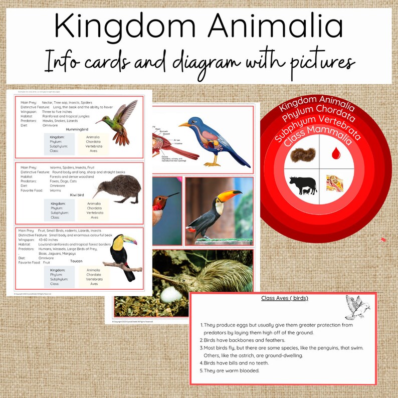 Kingdom Animalia Taxonomy for Vertebrata - Etsy