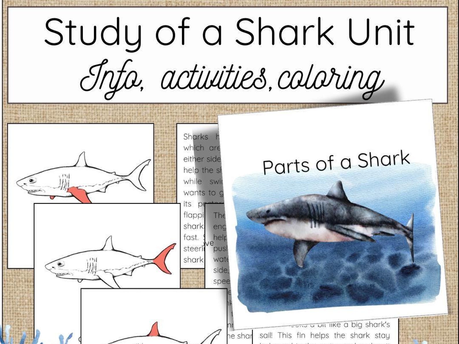 Study of a Shark Unit - Etsy