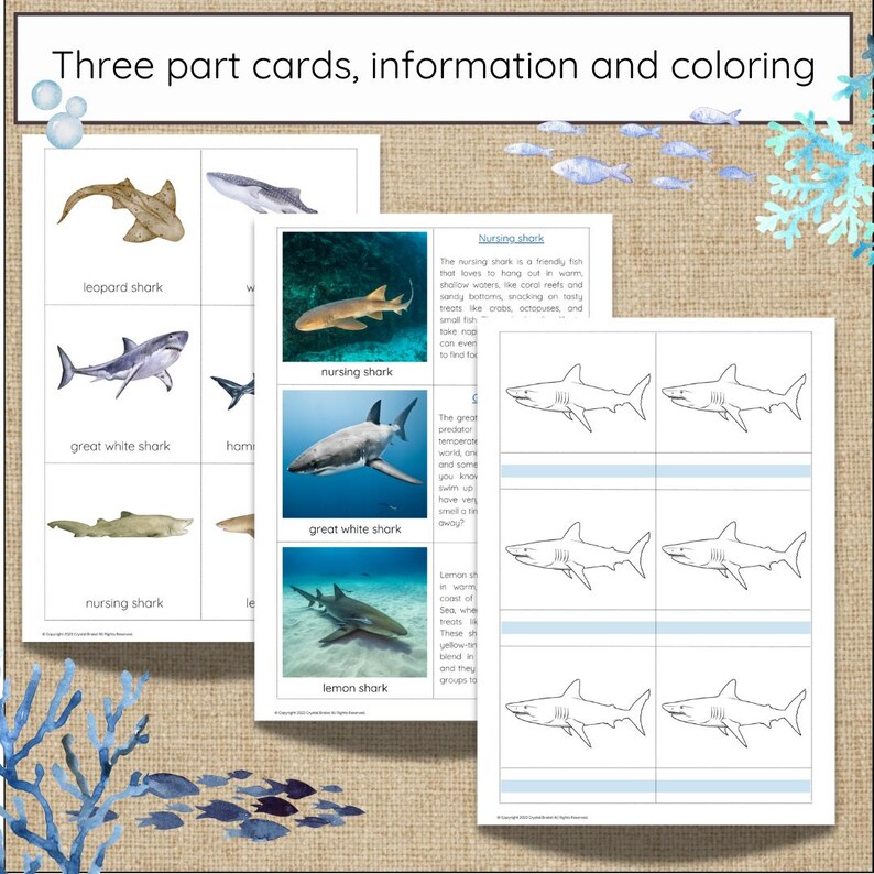 Study of a Shark Unit - Etsy