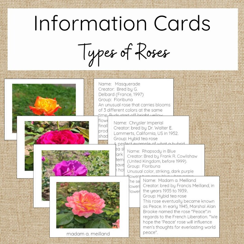 Information Cards - Types of Roses - Etsy