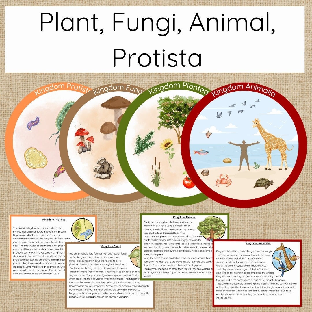 Four Kingdoms- Animals, Fungi, Plants and Protista - Etsy