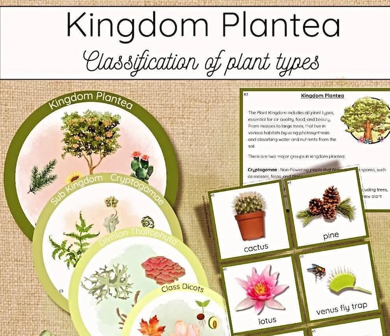 Kingdom Plantea - Classification of Plants Types - Etsy