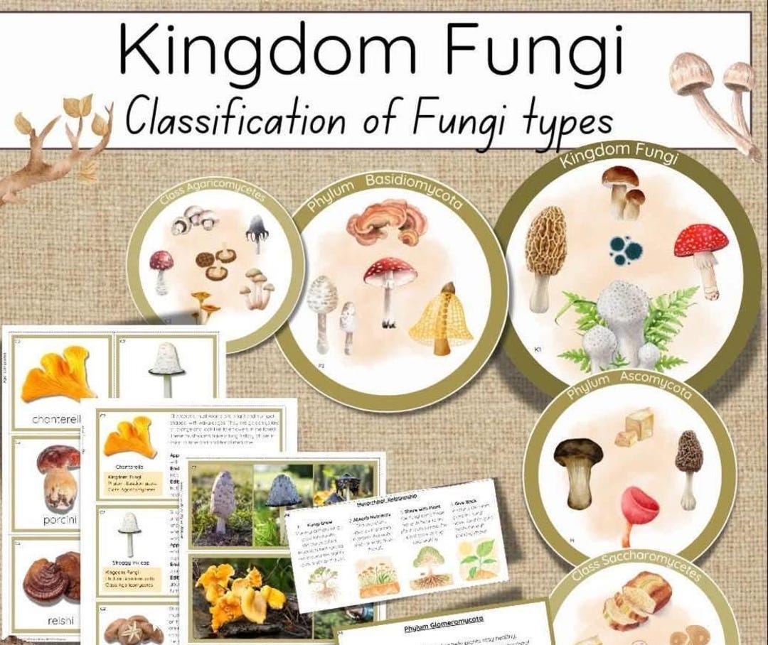 Kingdom Fungi - Classification of Fungi Types - Etsy