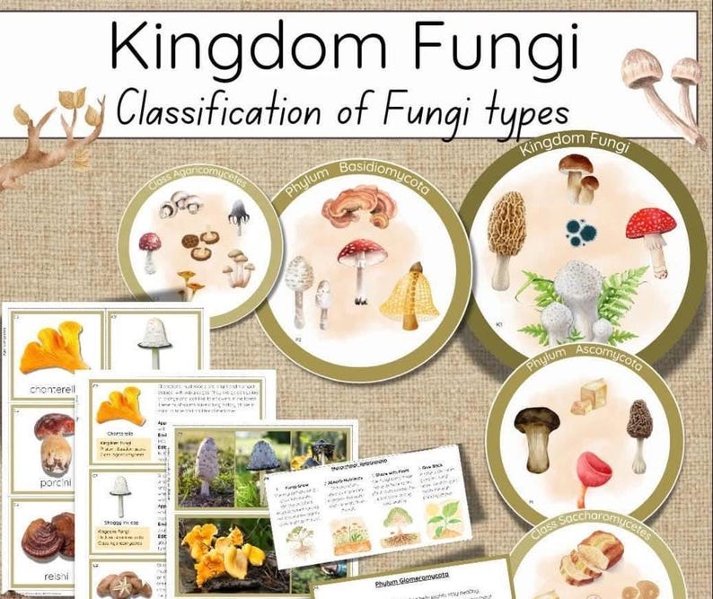 Kingdom Fungi - Classification of Fungi Types - Etsy