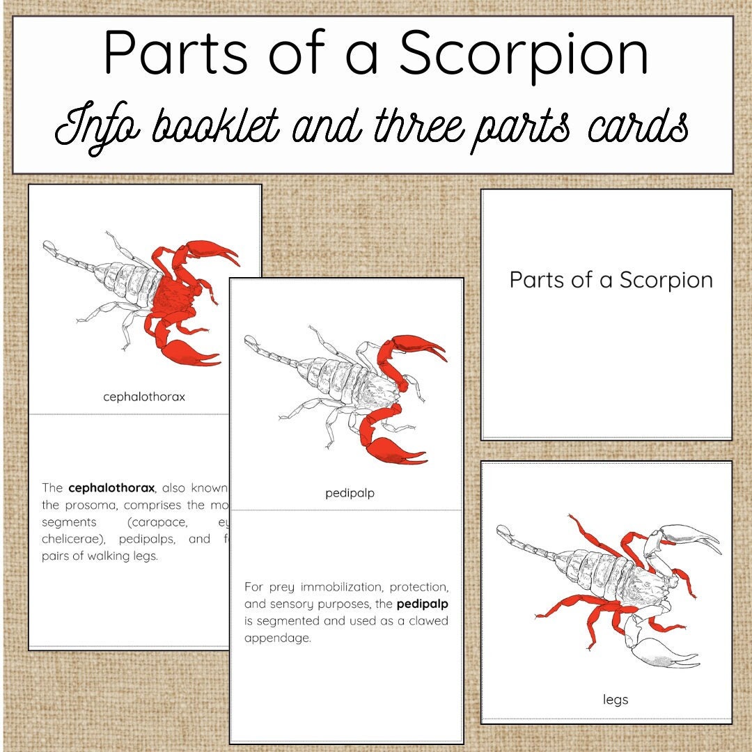 Parts of a Scorpion Unit - Etsy